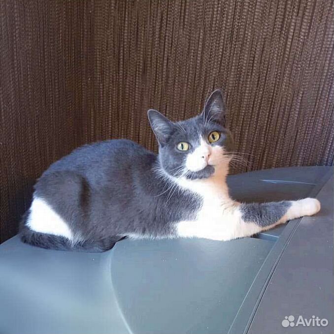 Скромная, нежная и послушная кошка Зая ищет дом