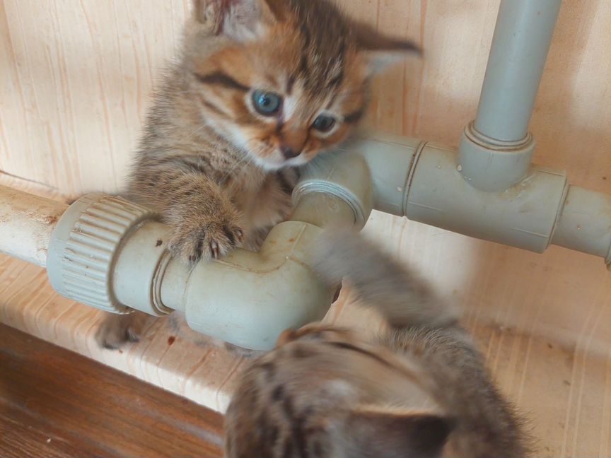 Котята 1 месяц