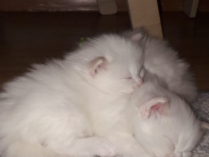 Подарю беленьких,пушистых котят.мальчик и девочка