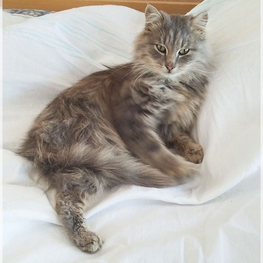 Взрослый кот в добрые руки