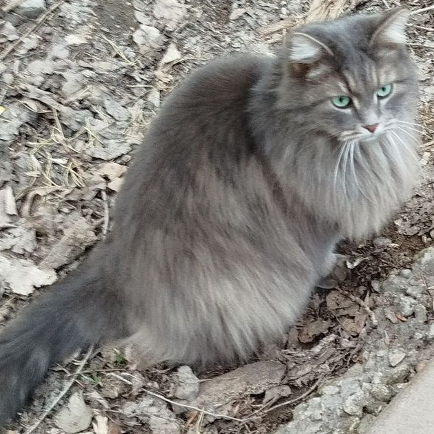 Кошечка в добрые руки бесплатно