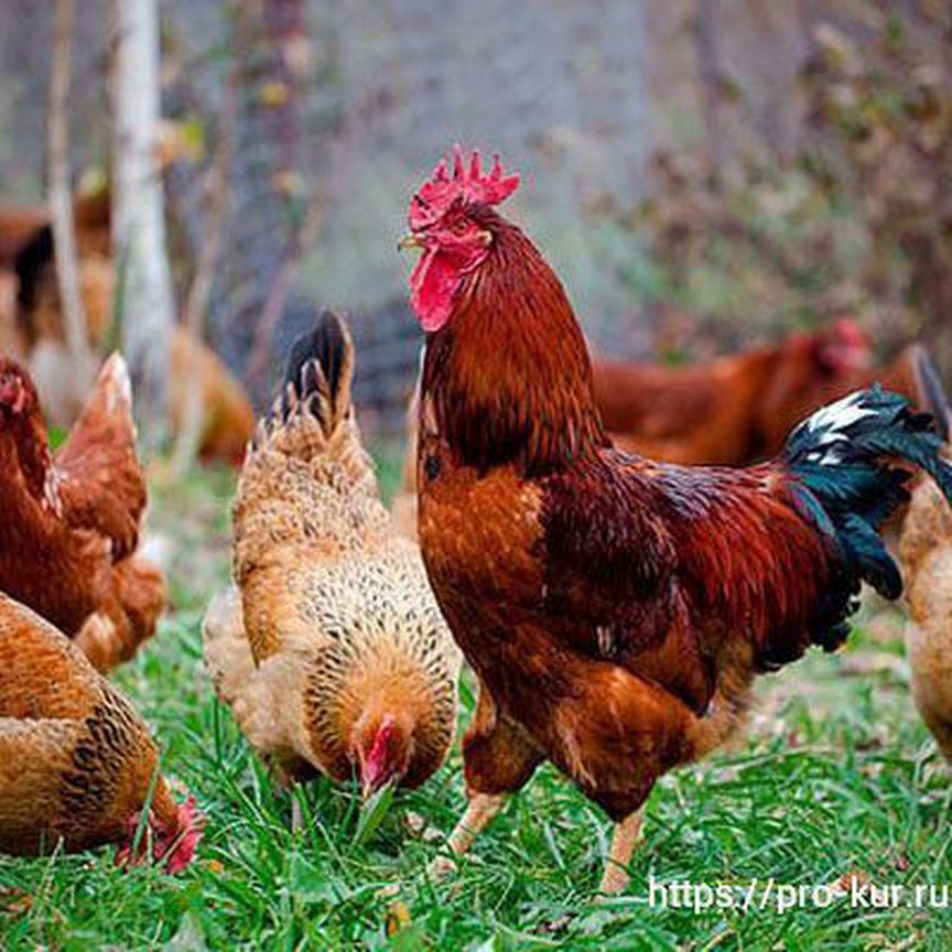 Петушки Кучинские 5.5 месяцев