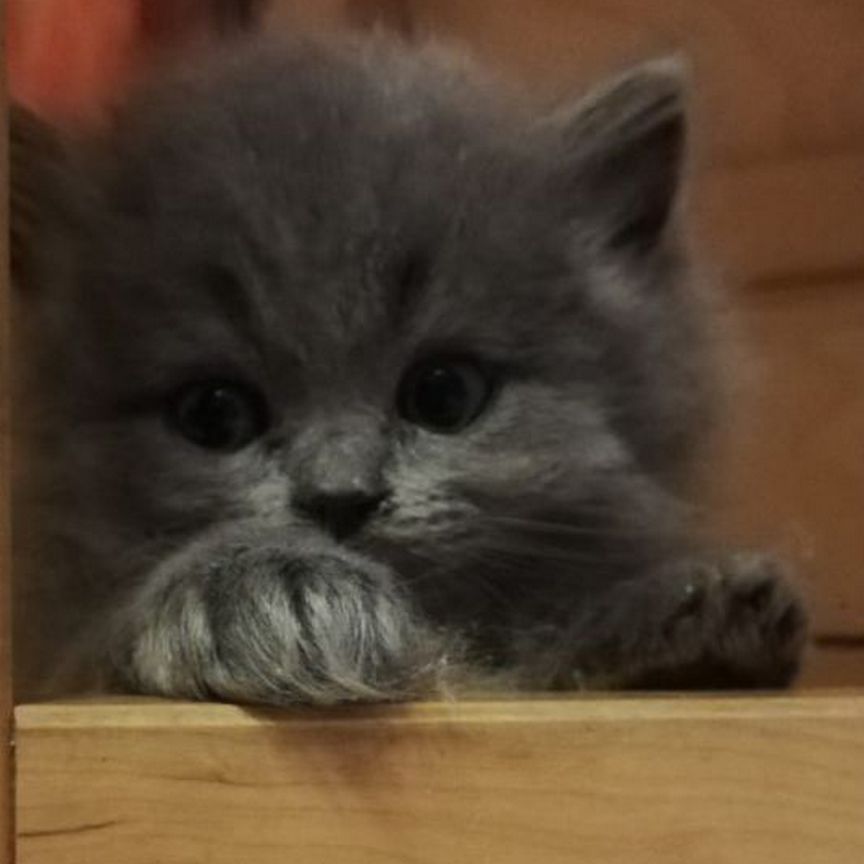 Шотландский котенок