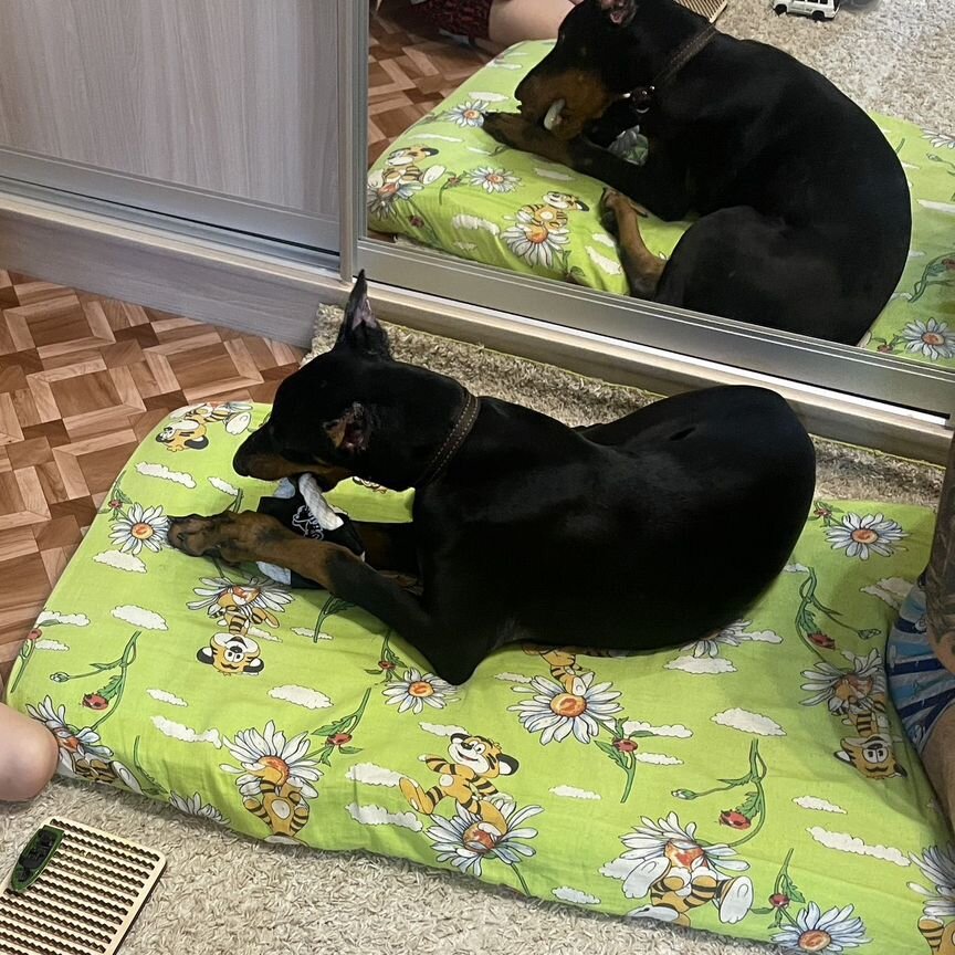 Доберман в добрые руки