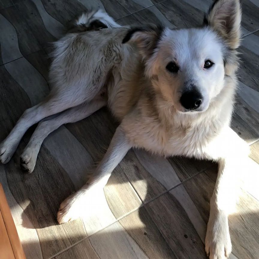 Взрослый пёс в добрые руки