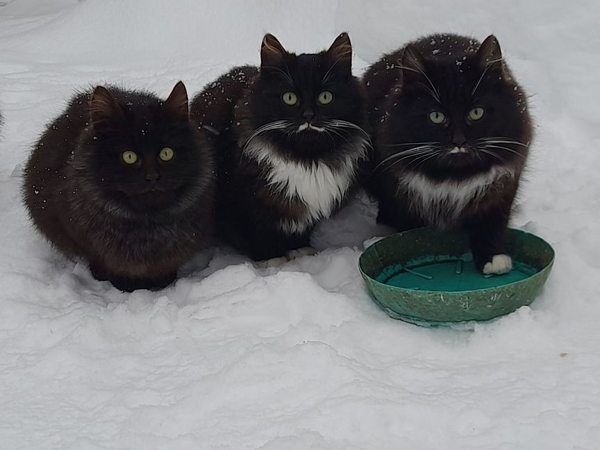 Котята в добрые руки