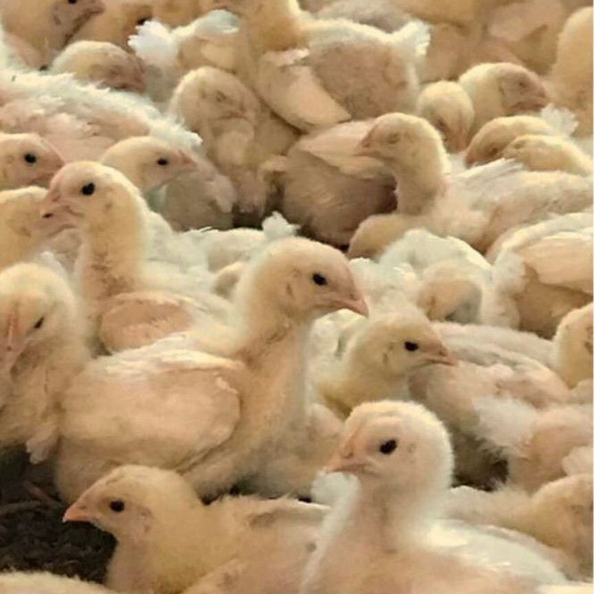 Цыплята суточные несушки