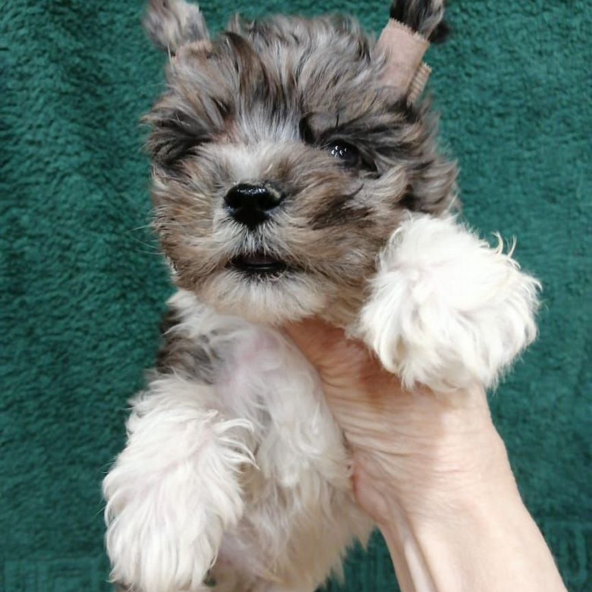 Щенки бивер йорка мальчики