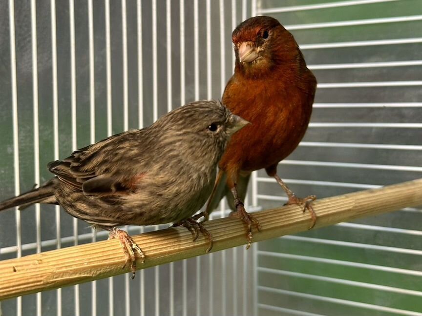 Кенара и канарейки