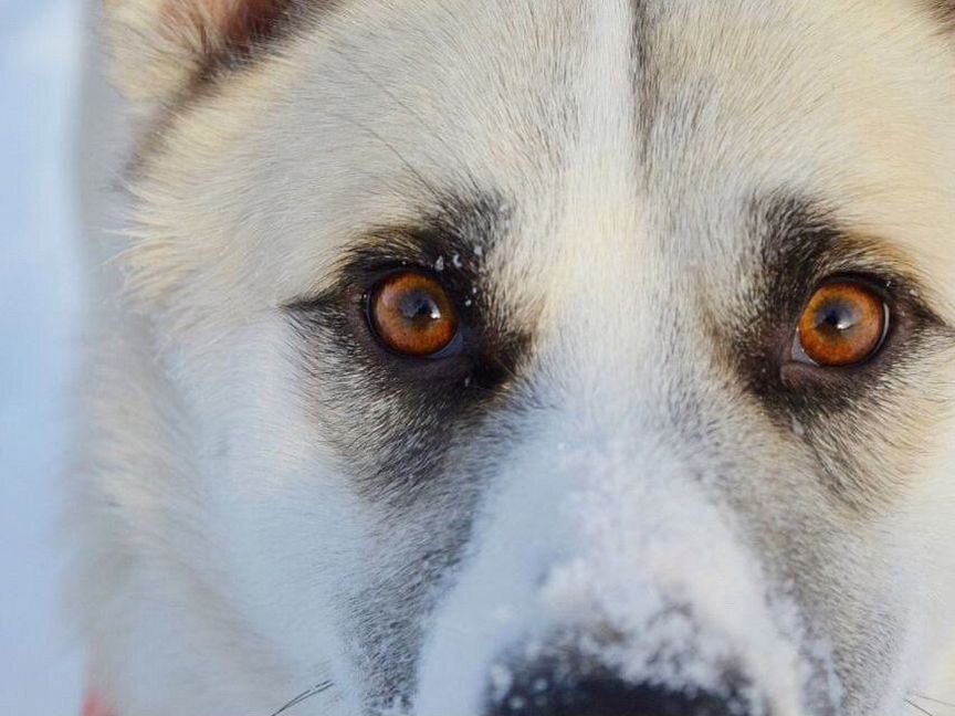 Шикарный парень Байкал ищет семью