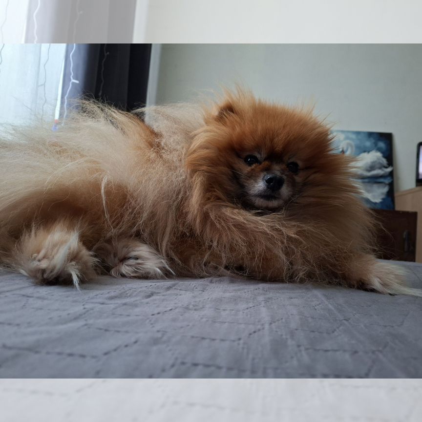 Передержка