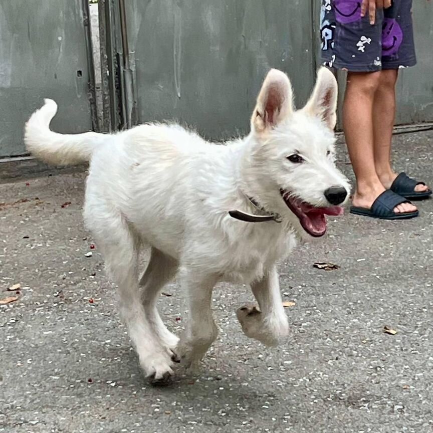 Щенок в добрые руки