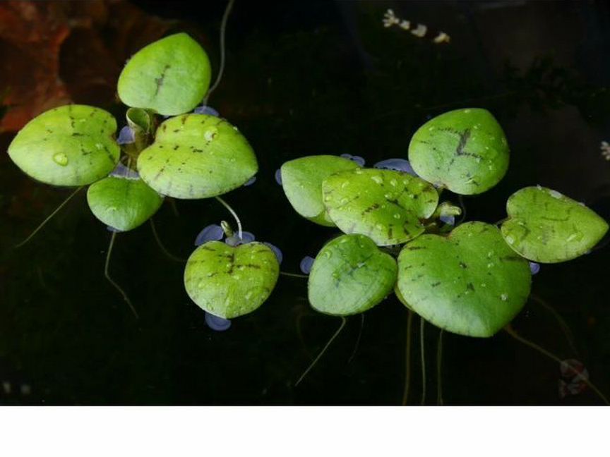 Лимнобиум, валлинсерия