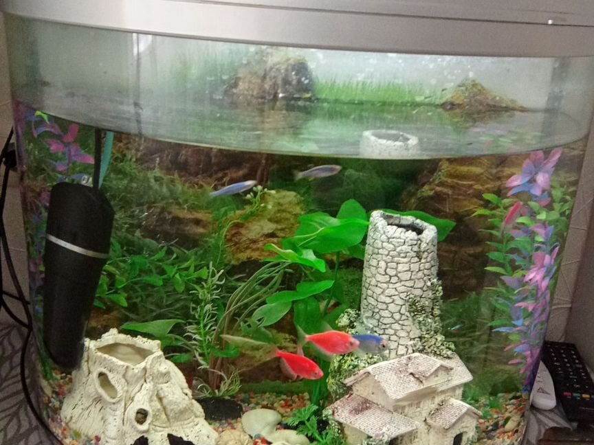 Аквариум с рыбками, искусственные растения