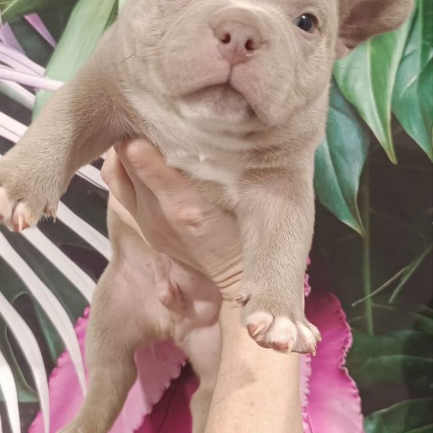 Щенки Американского булли