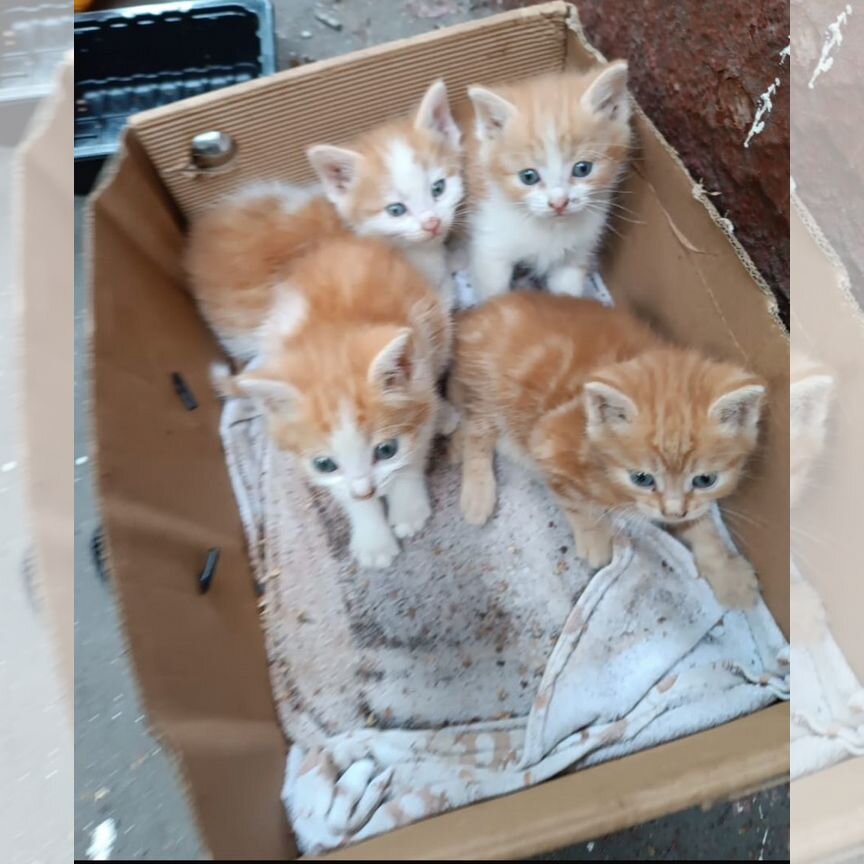 Котята в добрые руки