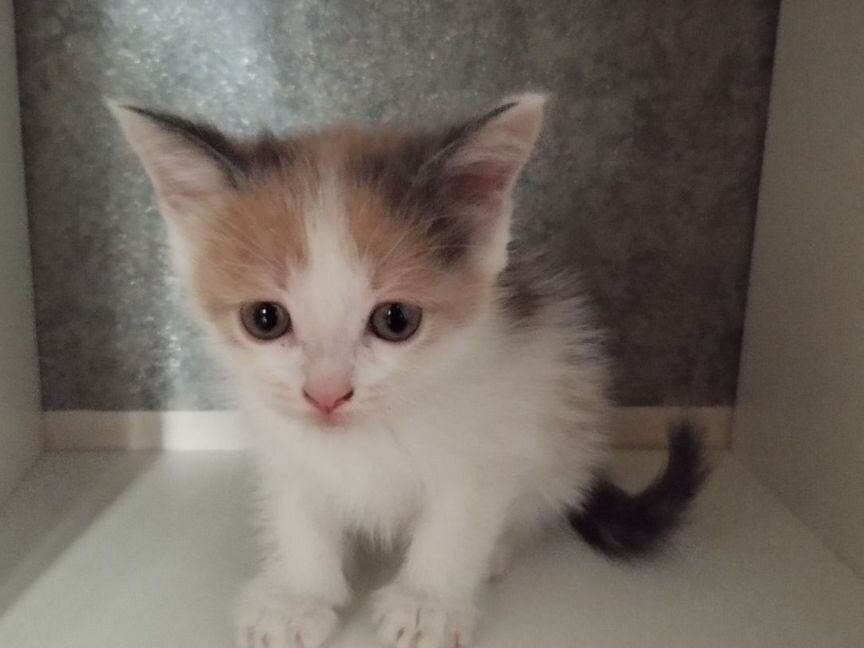 Отдам Котенок британец