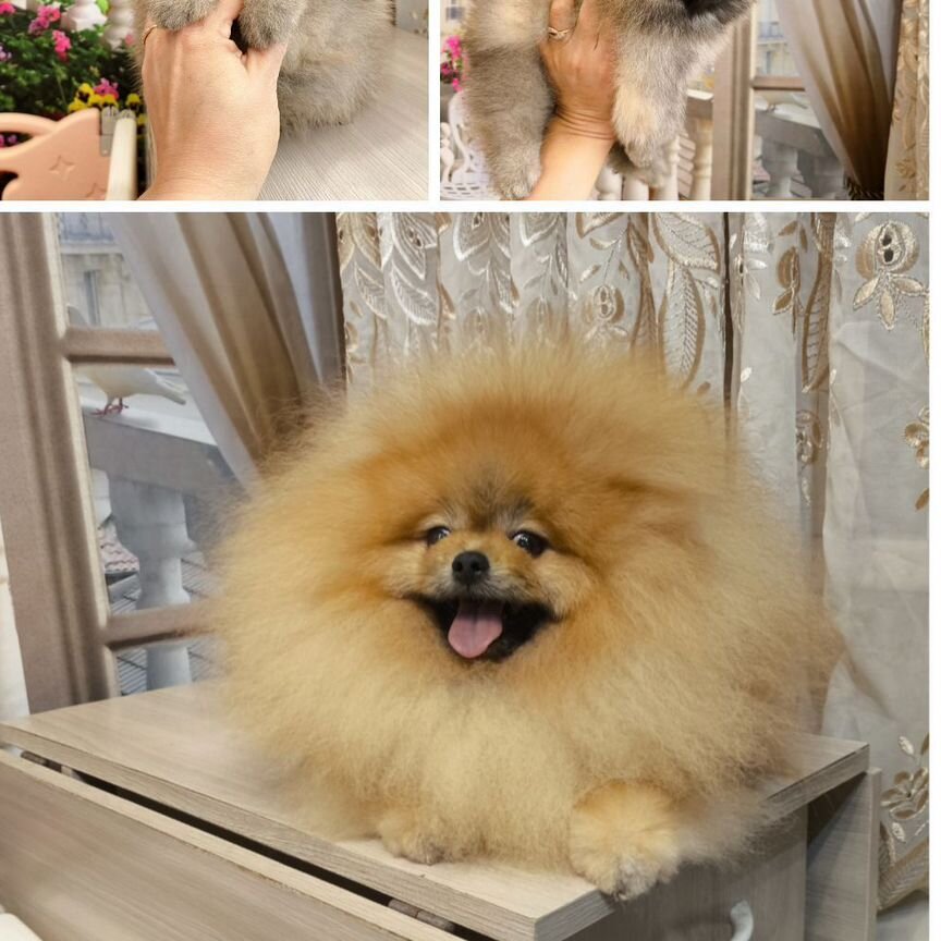 Померанский шпиц, щенок