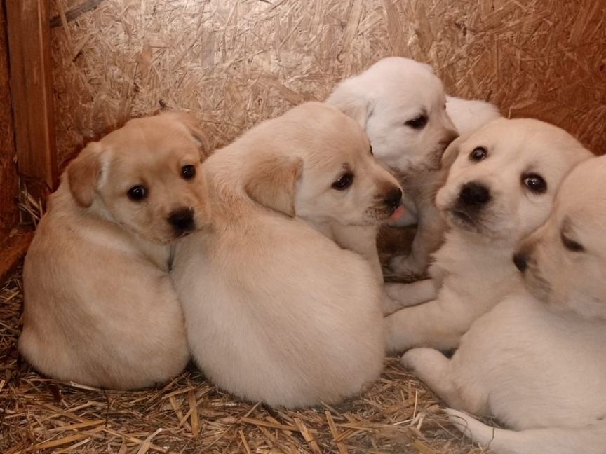 Щенки лабрадора