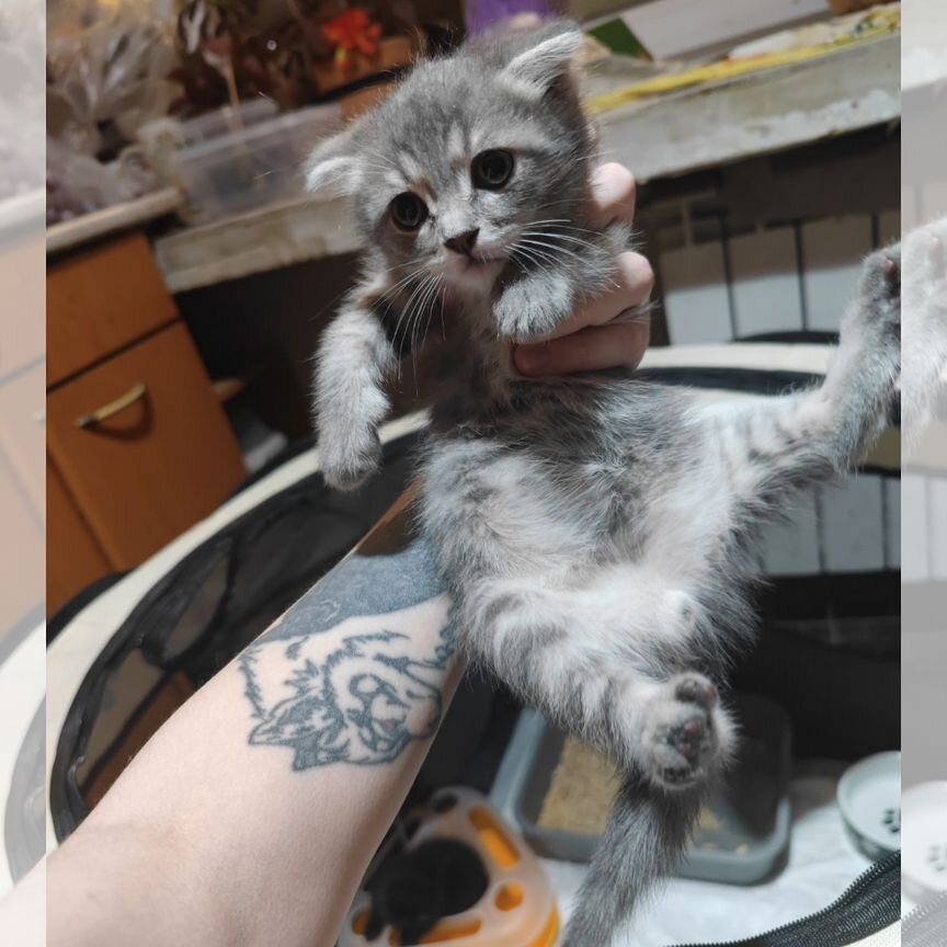 Шотландские вислоухие котята