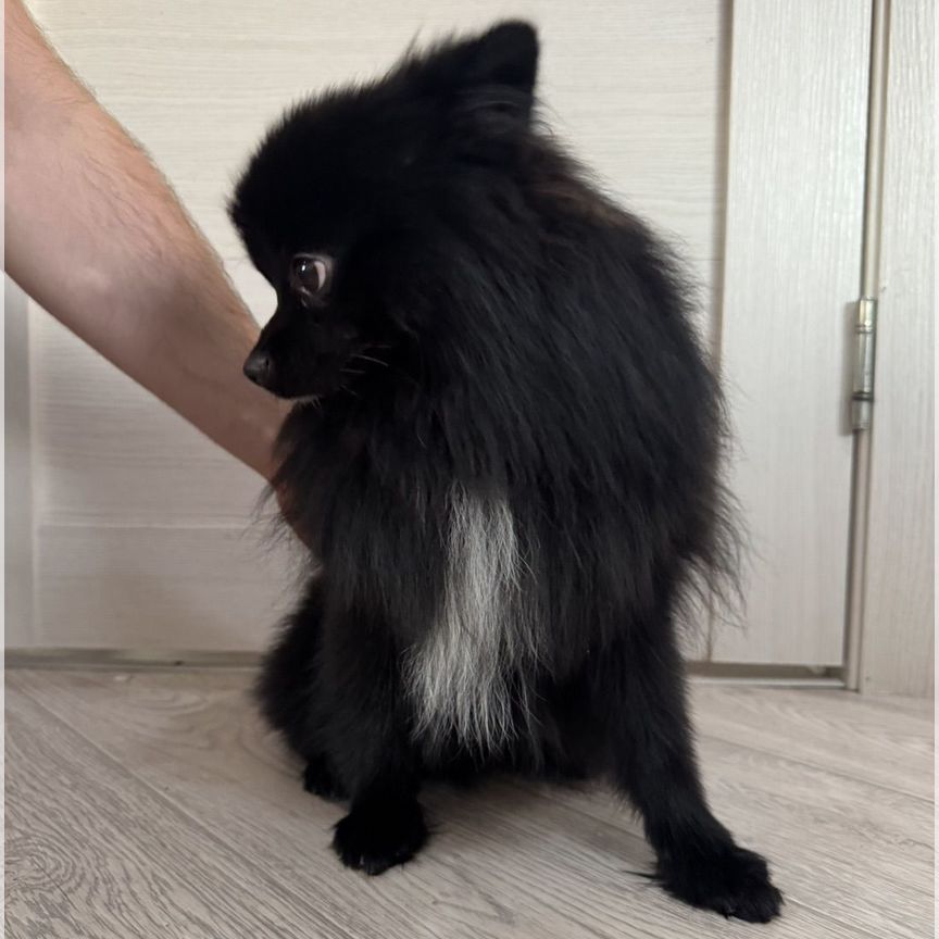 Померанский шпиц