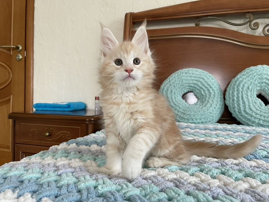 Котик мейн кун красное серебро