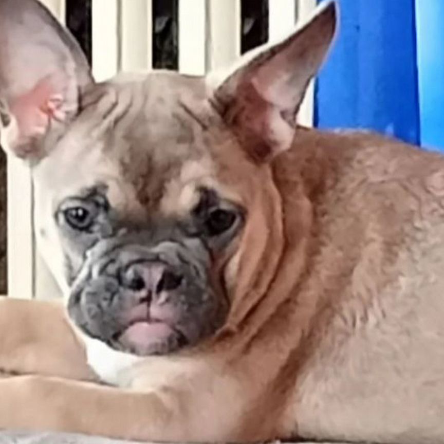 Французский бульдог, щенок