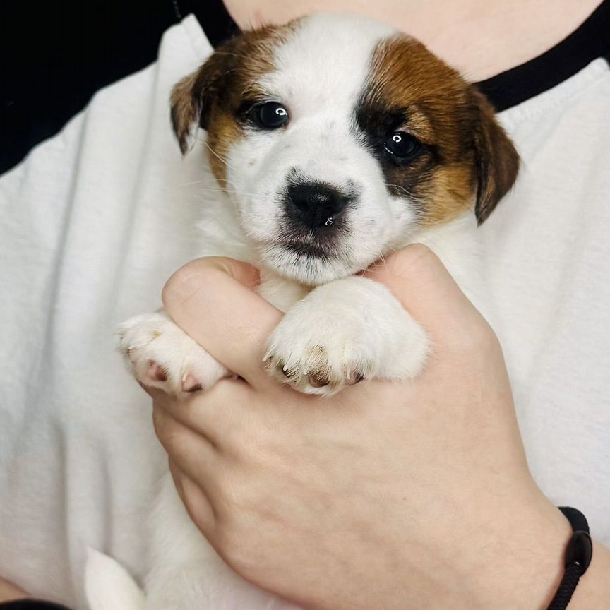 Джек-рассел-терьер, щенок