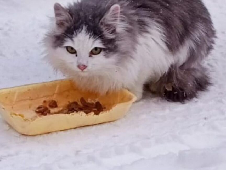 Кошка 4 месяца