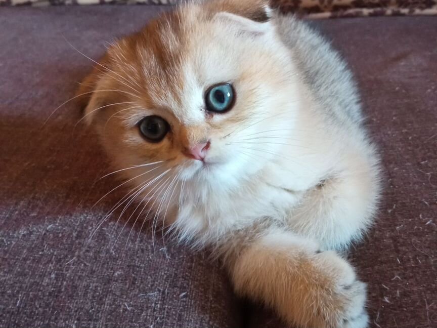 Шотландский золотой котик