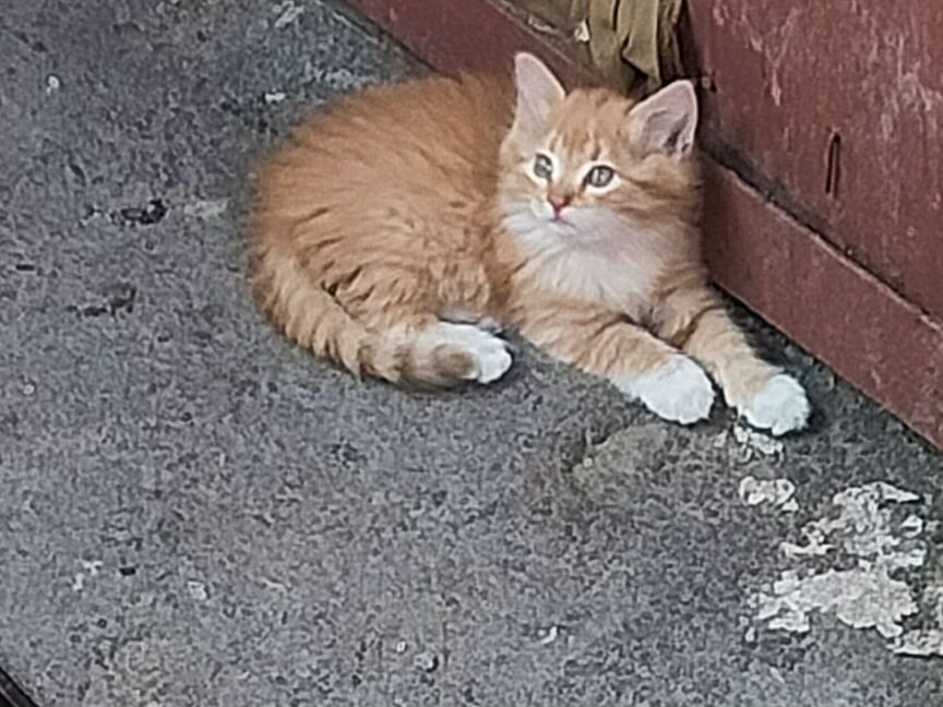 Котята невероятной красоты