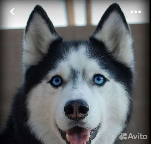 Сибирский хаски