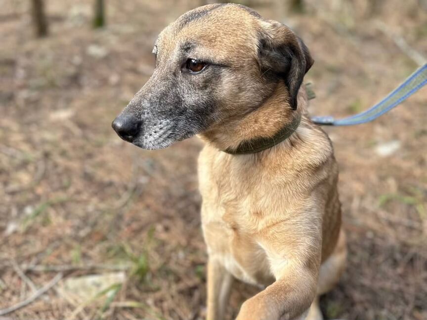 Человекособака Герда из приюта