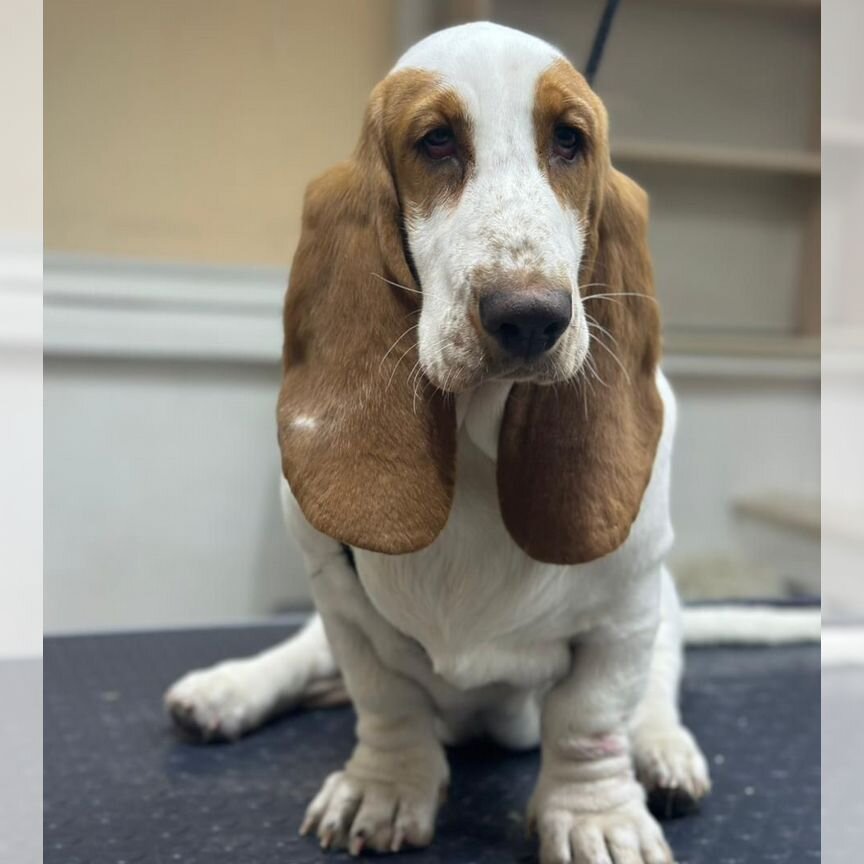 Бассет-хаунд, взрослая собака