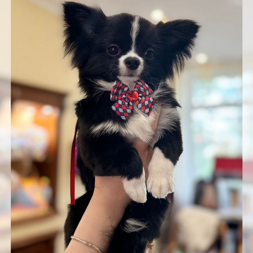 Обаятельный и очаровательный. Вязка. Бесплатно