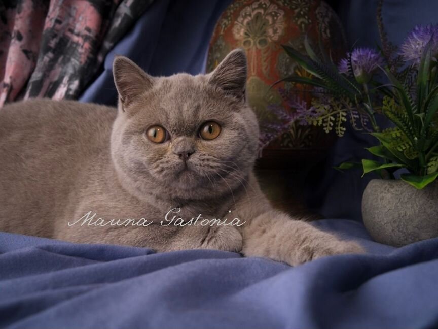 Британская