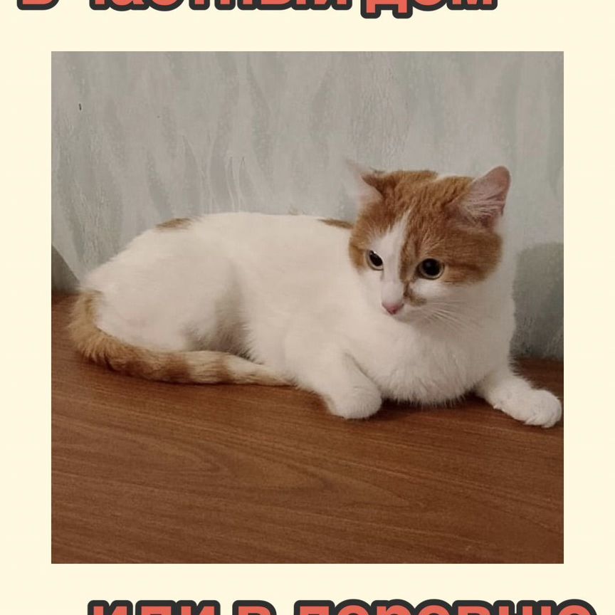 Кошка красавица