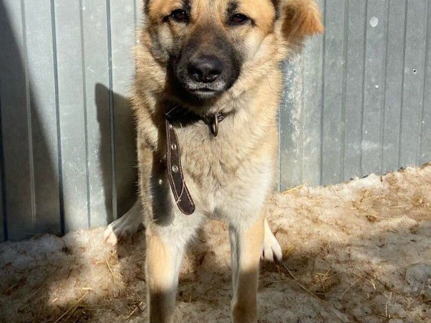 Собака Лили в добрые руки