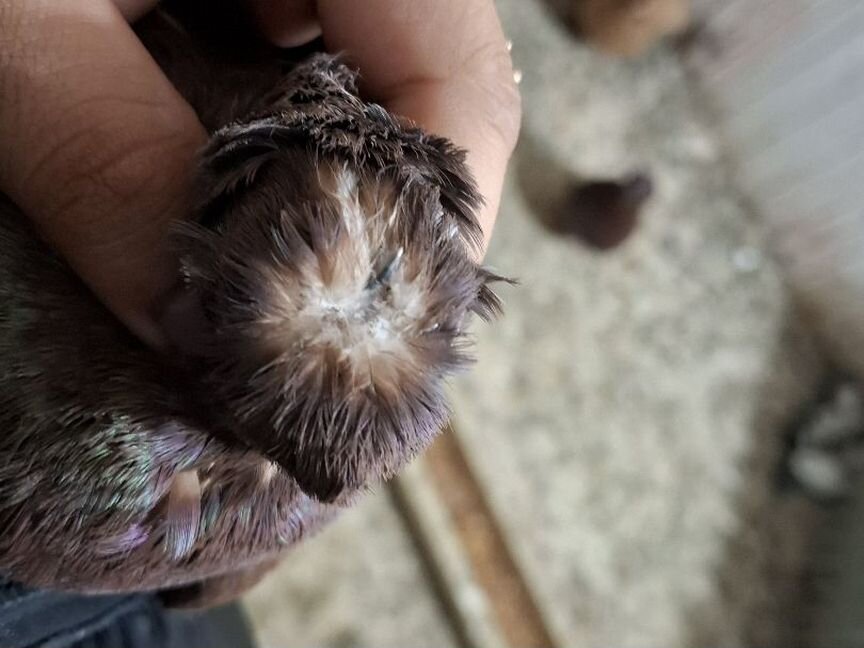 Голуби узбекские