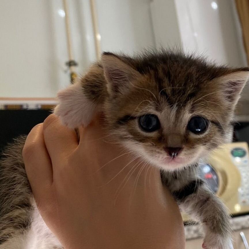 Котёнок в добрые руки