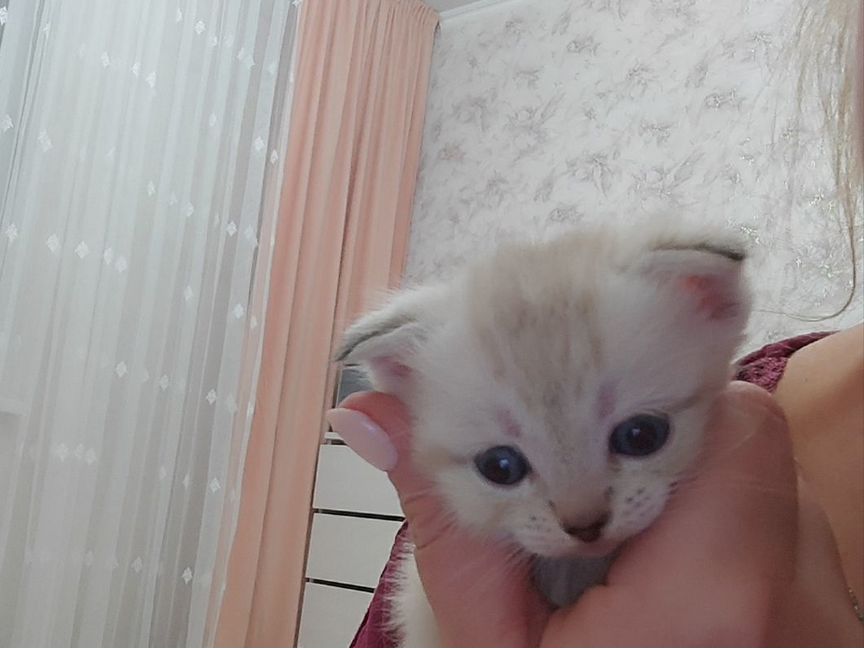 Вислоухие котята