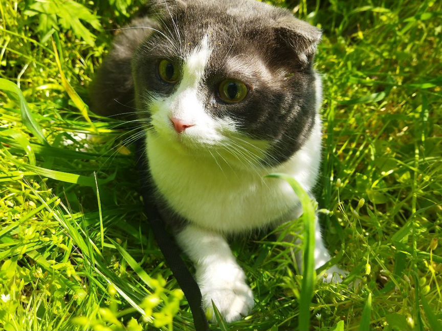 Потеряшка в заботливые руки