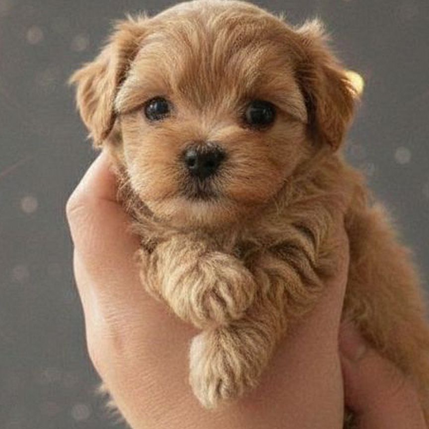 Мальтипу, щенок