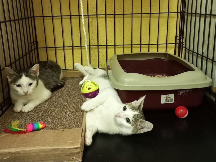 Черно-белое счастье