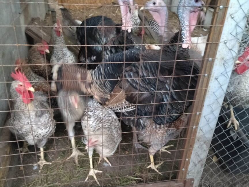 Продам индюков