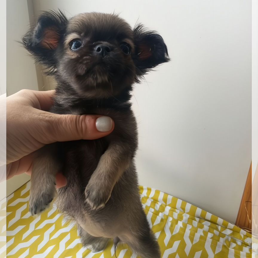 Чихуахуа, щенок