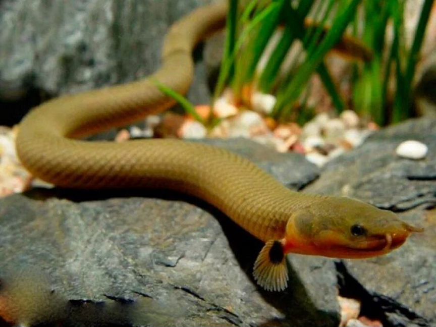 Каламоихт, акулий балу, попугайчики, сомики