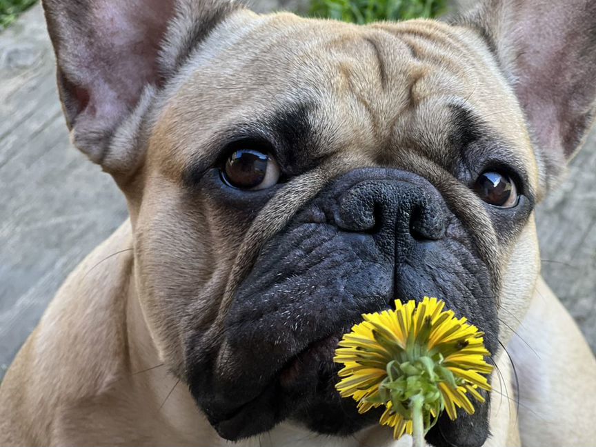 Французский бульдог кобель вязка