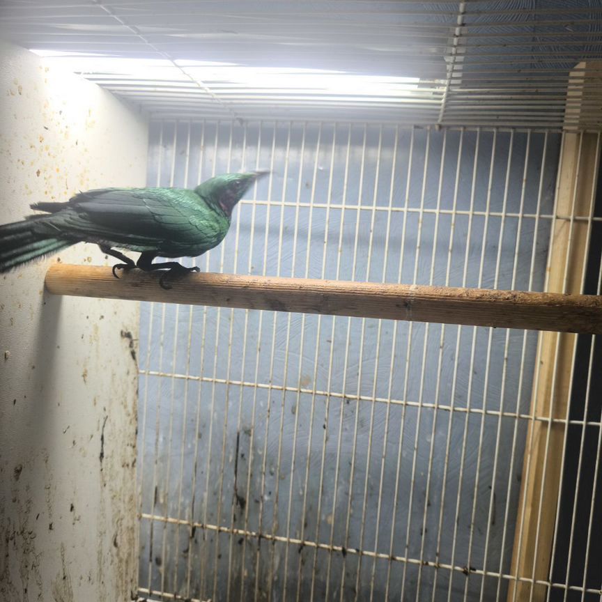 Изумрудный скворец