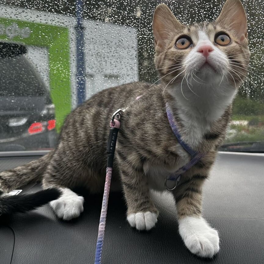 Взрослая кошка в добрые руки